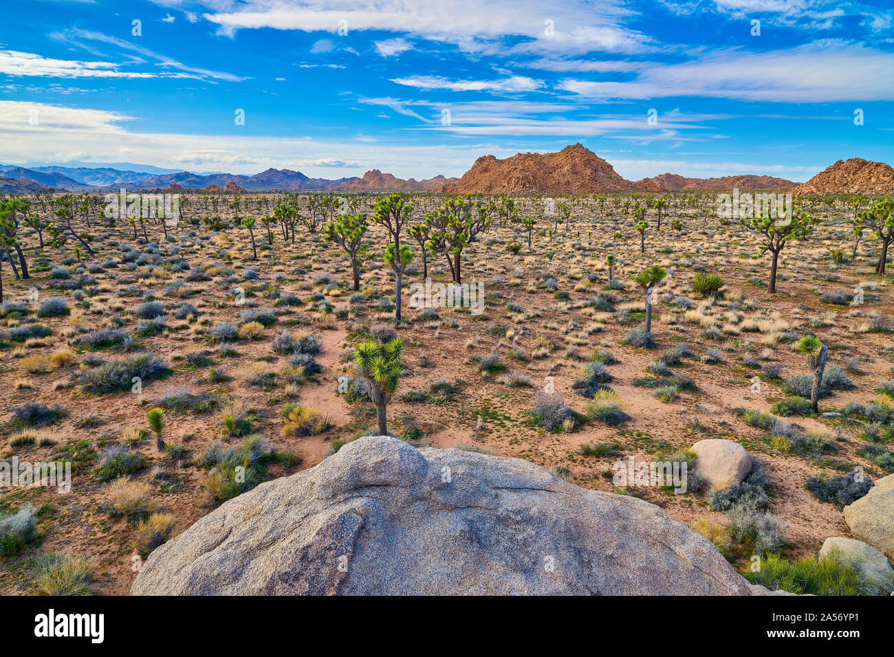Joshua trees desert vegetation foreground hi-res stock photography and ...