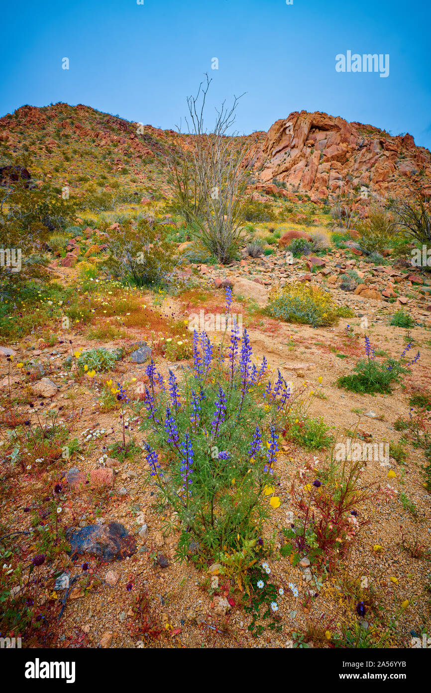 Desert california bloom joshua tree hi-res stock photography and images ...