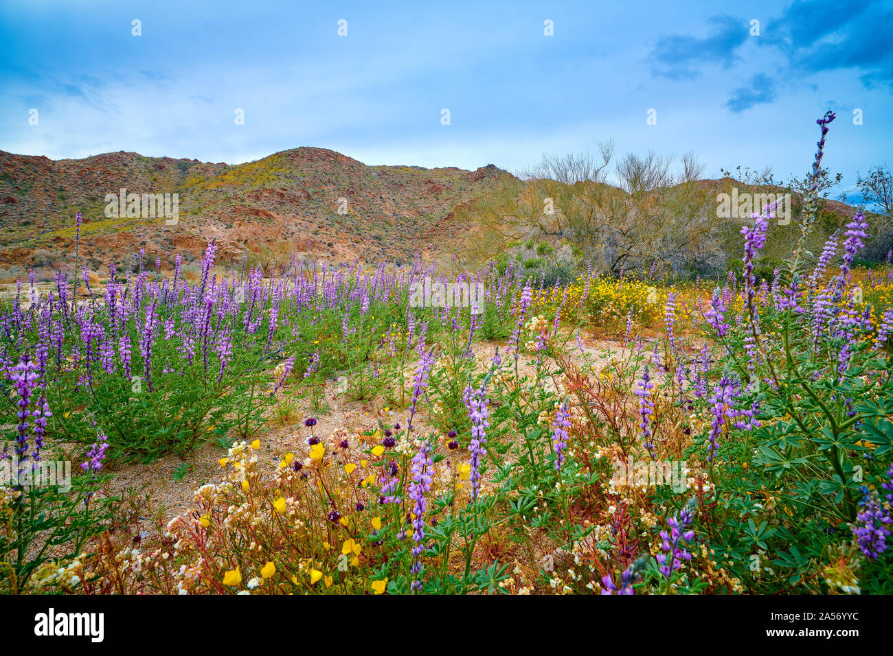 Super bloom hi-res stock photography and images - Alamy