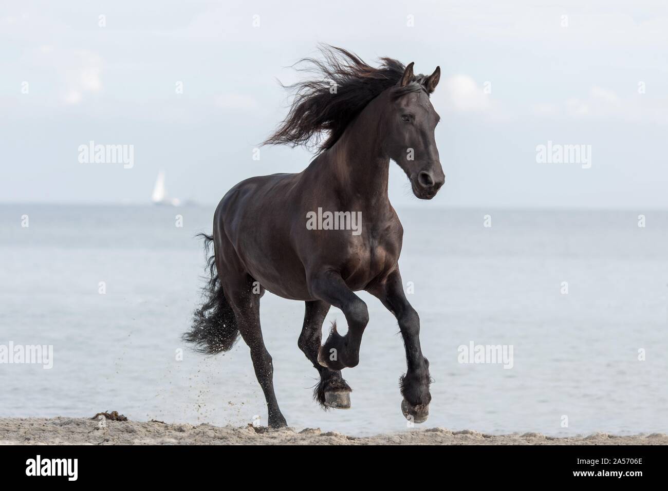 Friesian horse beach hi-res stock photography and images - Alamy