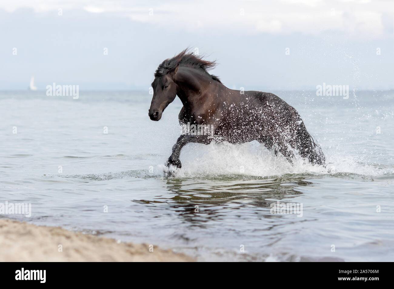 galloping Friesian horse Stock Photo - Alamy