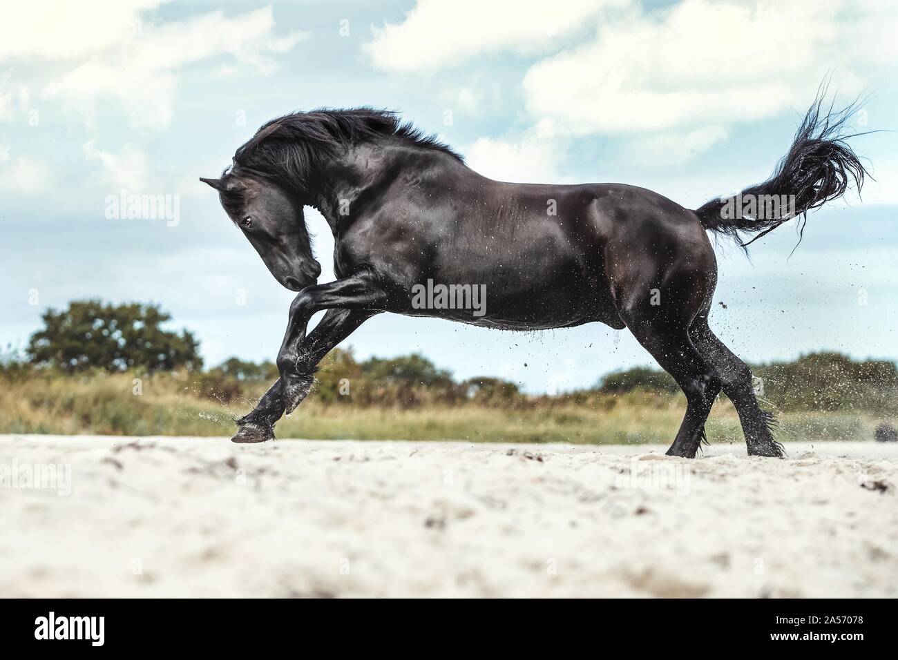 galloping Friesian horse Stock Photo - Alamy
