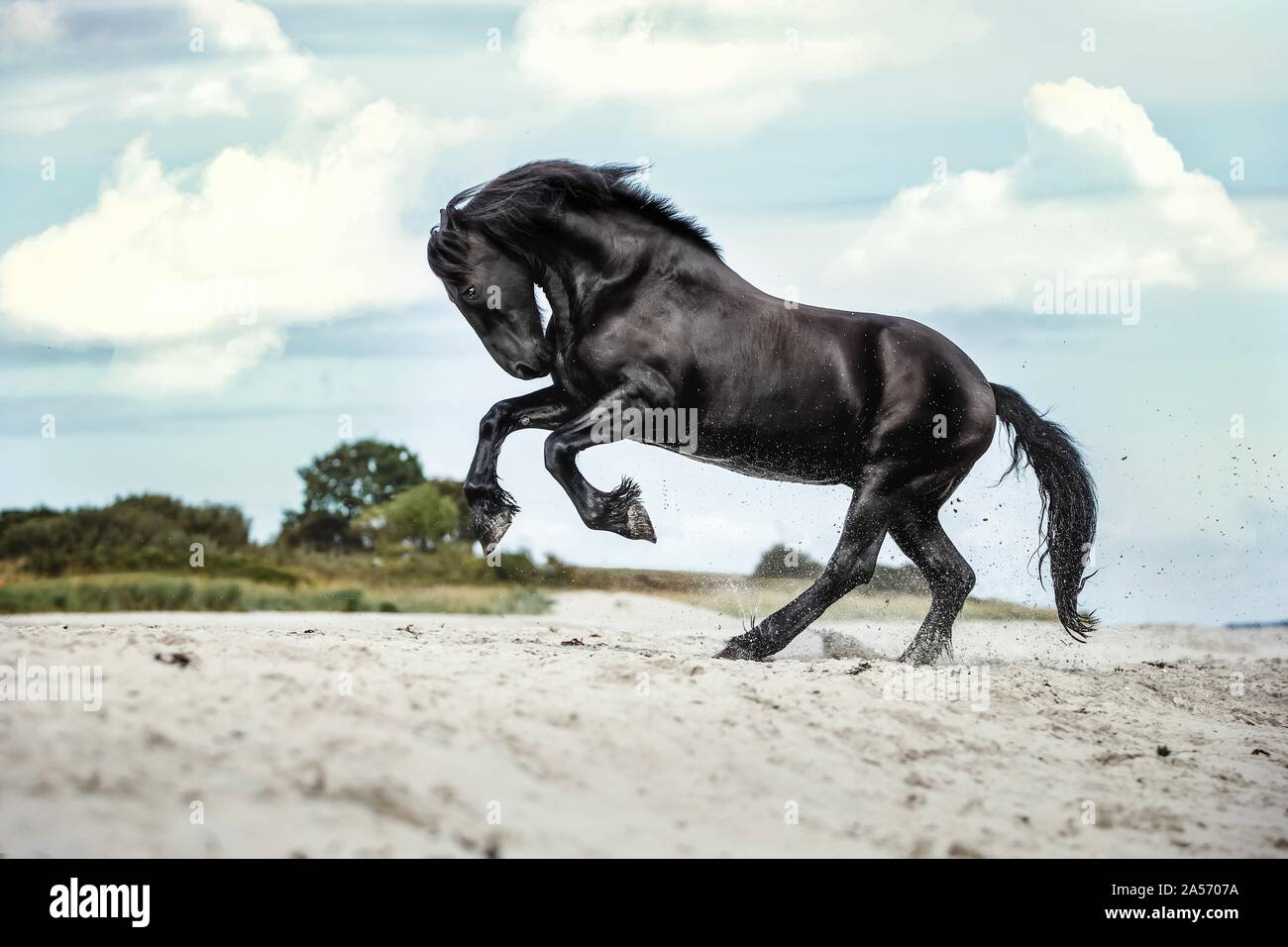 Friesian horse beach hi-res stock photography and images - Alamy