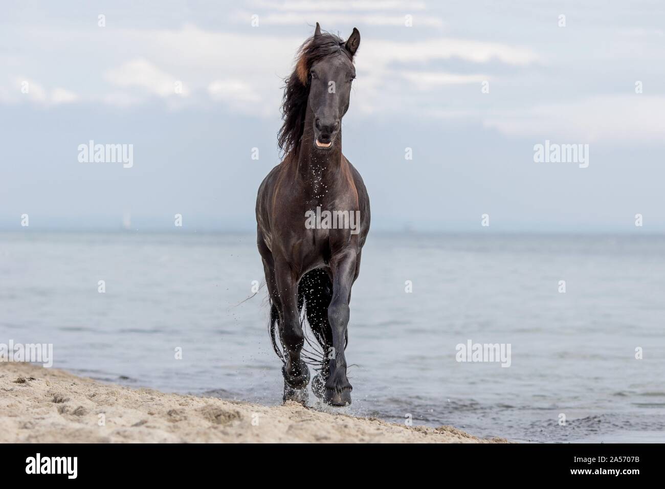 Friesian horse beach hi-res stock photography and images - Alamy