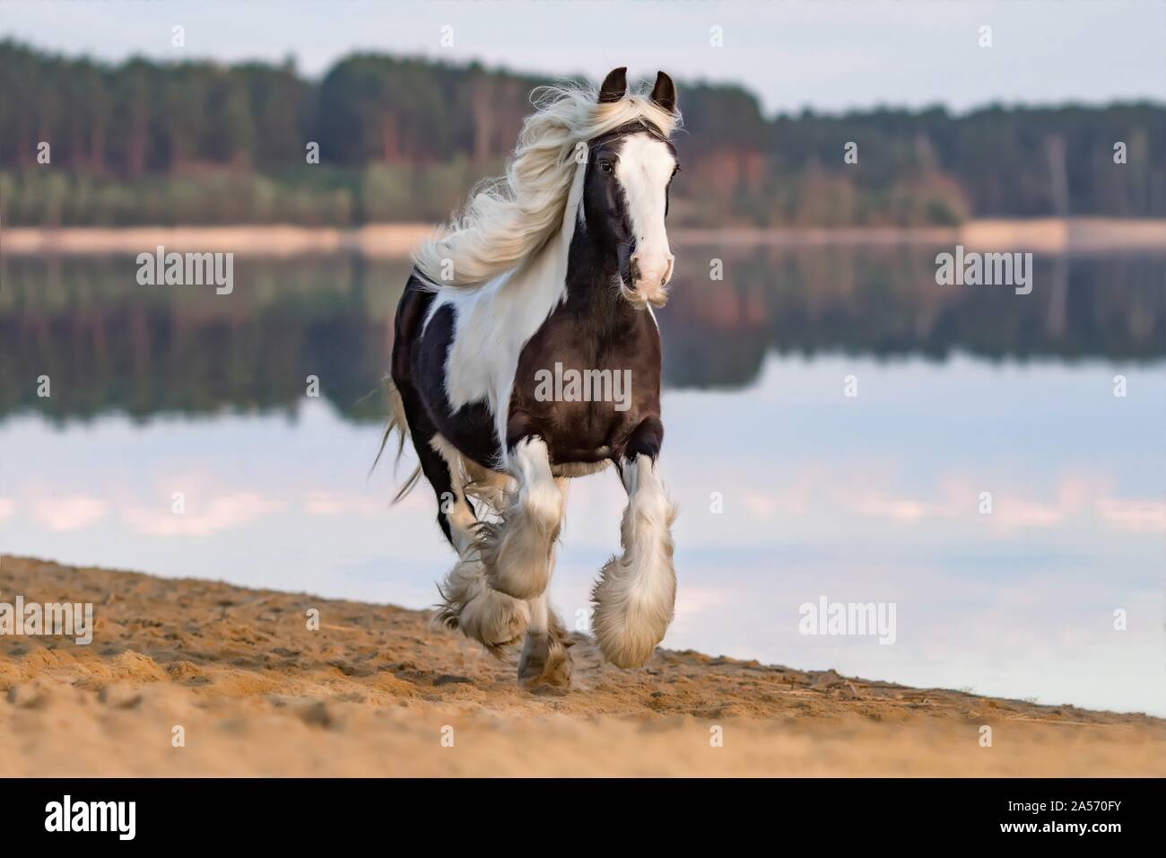 Irish cob horse hi-res stock photography and images - Alamy