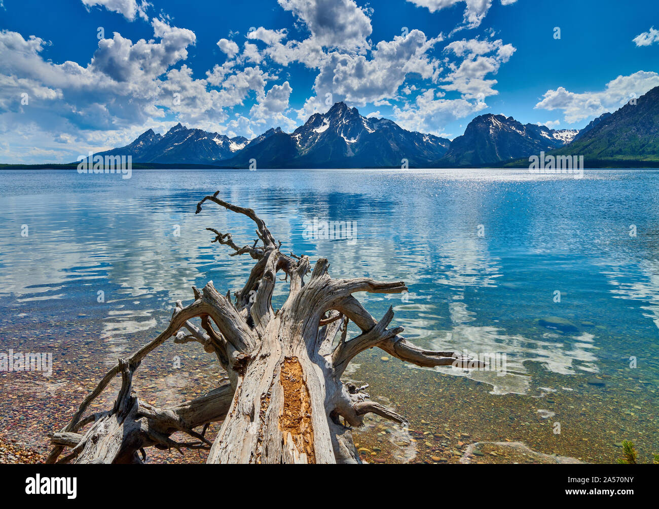 Fallen dead tree on the edge of Jackson Lake with Grand Teton mountain ...