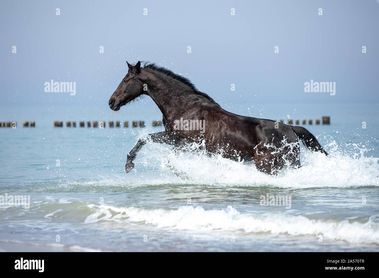Black horse galloping ocean hi-res stock photography and images - Alamy