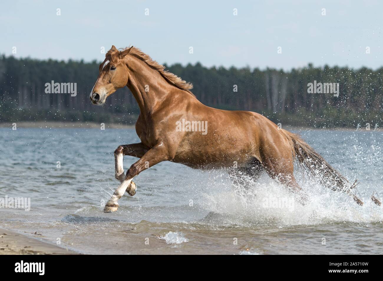 Black horse galloping lake hi-res stock photography and images - Alamy