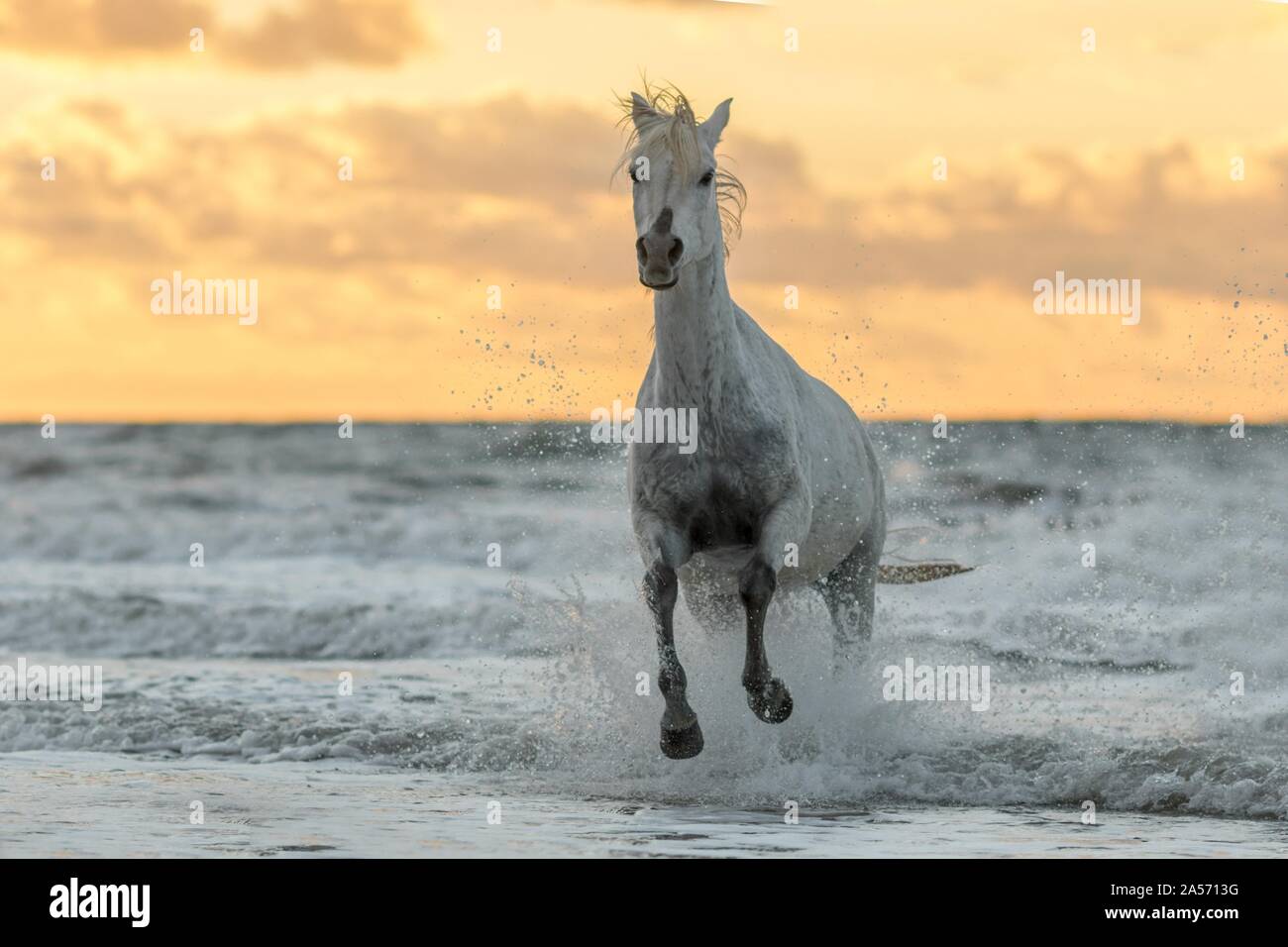 Red Splash Horse High Resolution Stock Photography and Images - Alamy