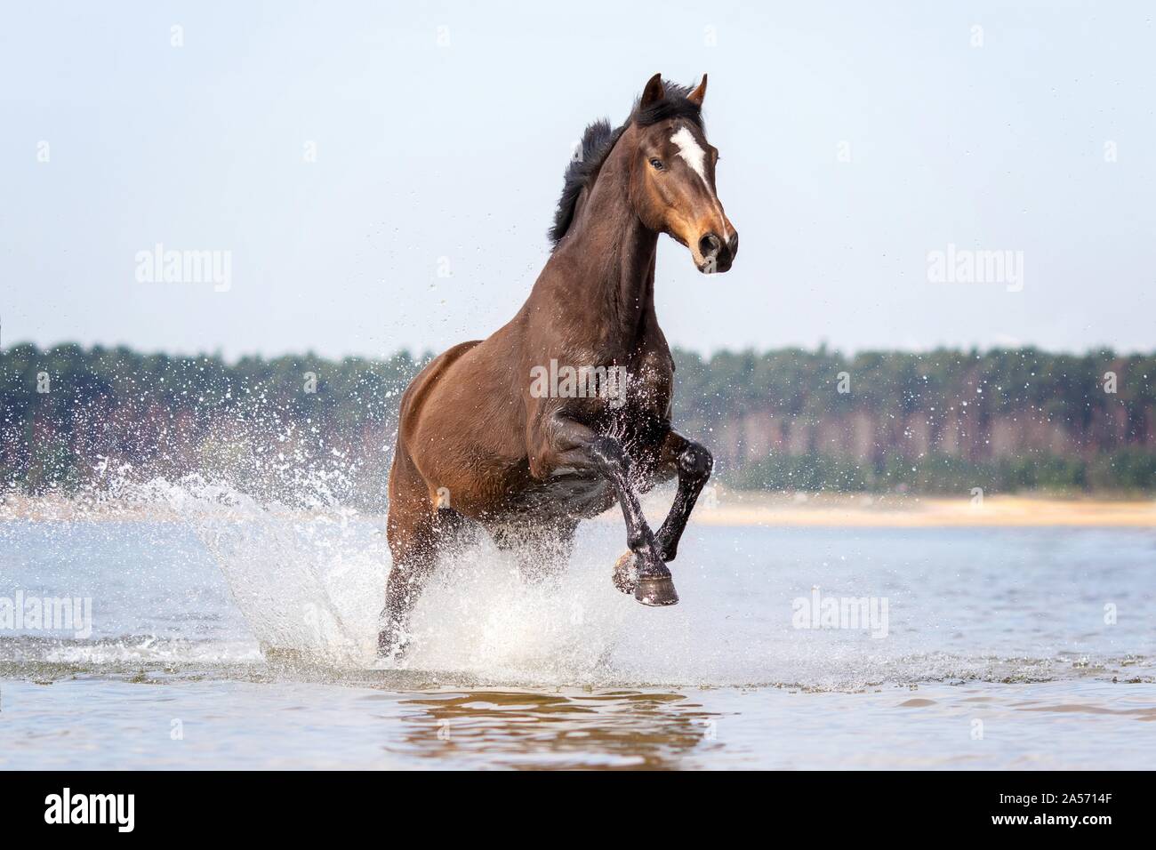 Black horse galloping lake hi-res stock photography and images - Alamy