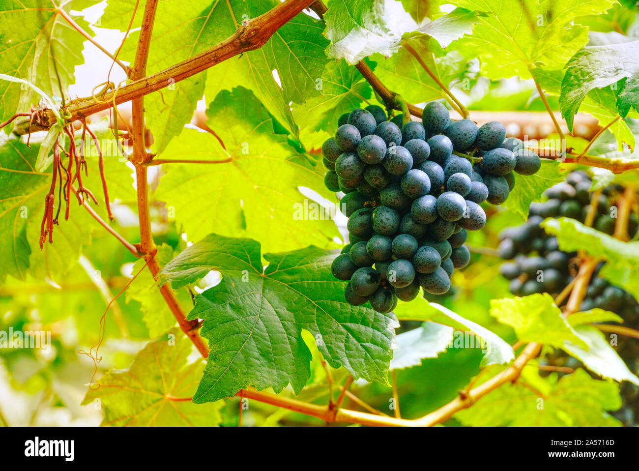 Bunch of grapes in the vineyard Stock Photo - Alamy