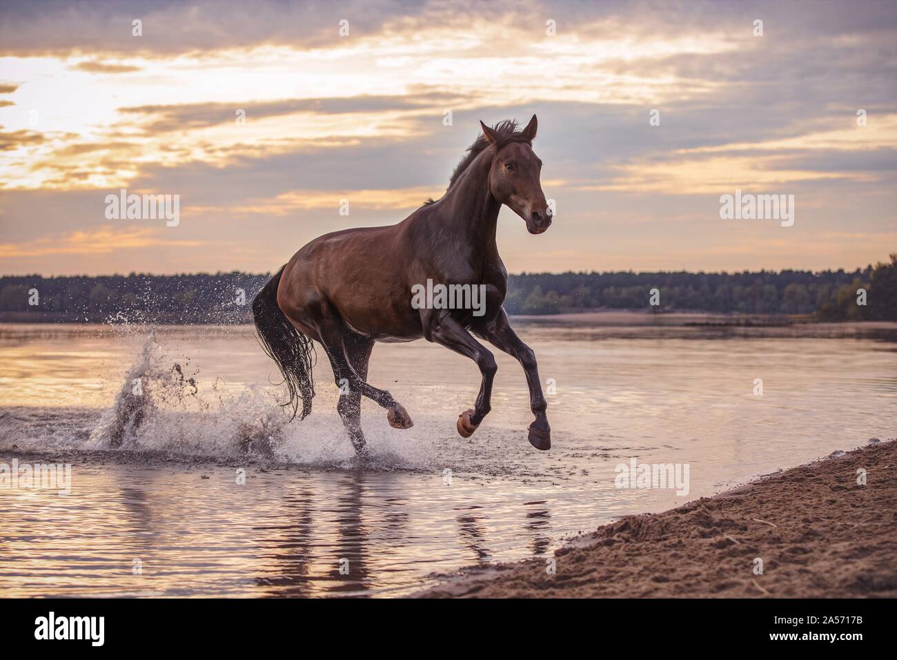 Horses galloping sunset beach hi-res stock photography and images - Alamy