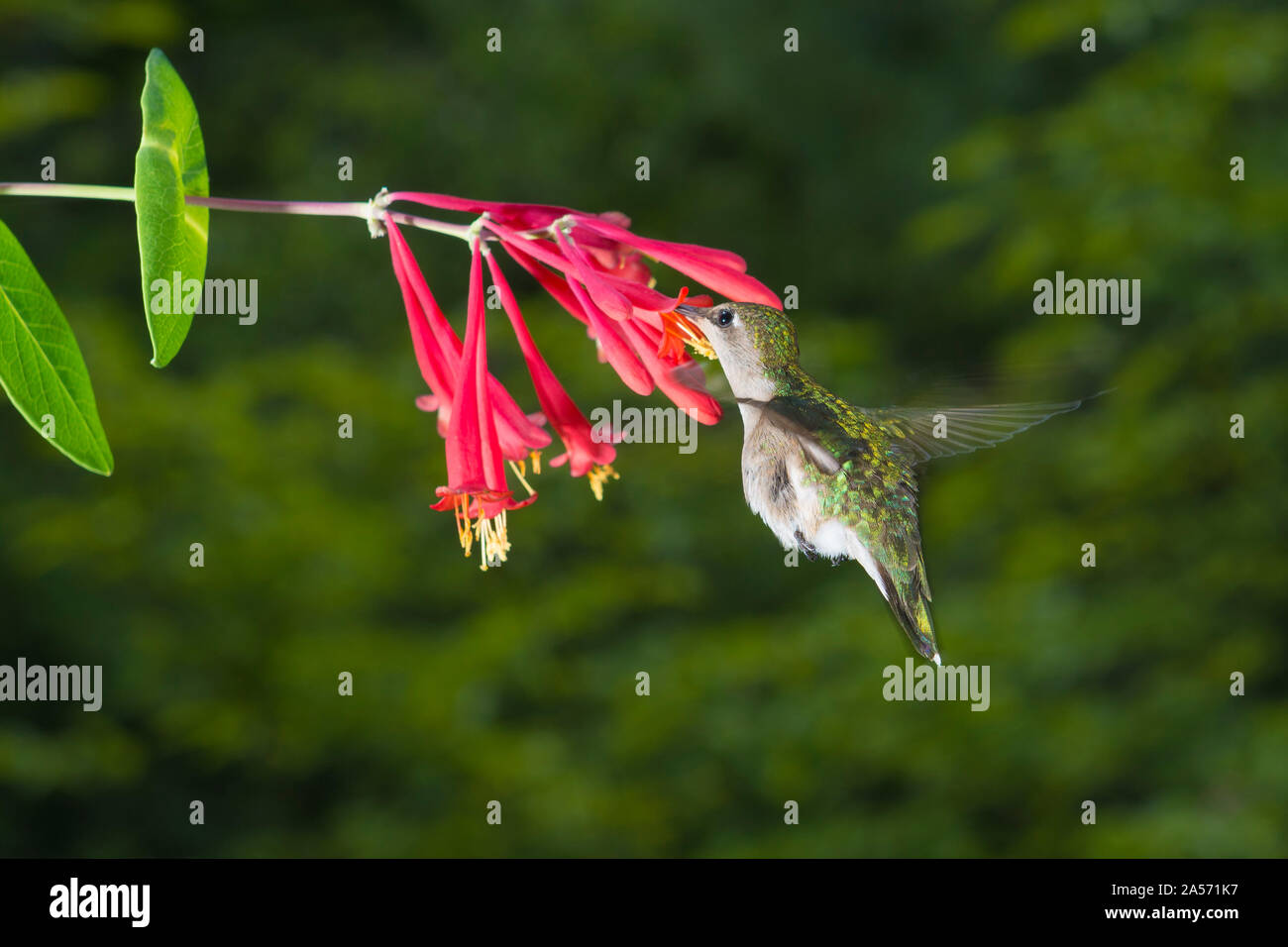 Coral honeysuckle hummingbird hi-res stock photography and images - Alamy