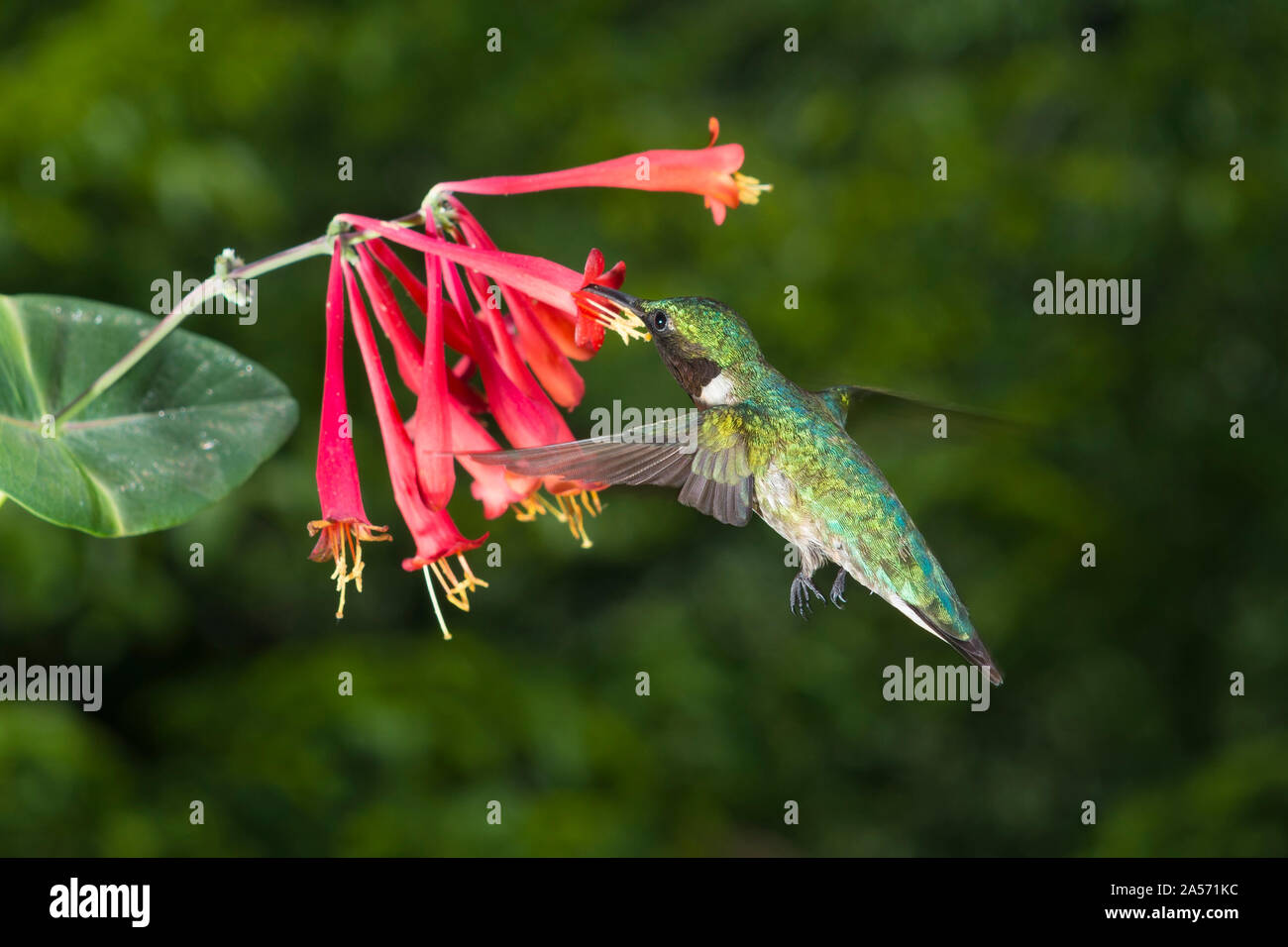 Male has a coral red beak hi-res stock photography and images - Alamy
