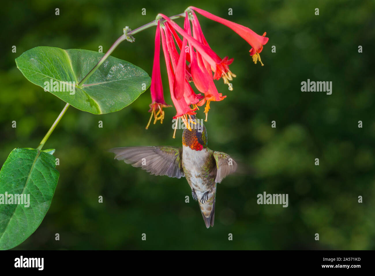 Hummingbird Honeysuckle High Resolution Stock Photography and Images ...