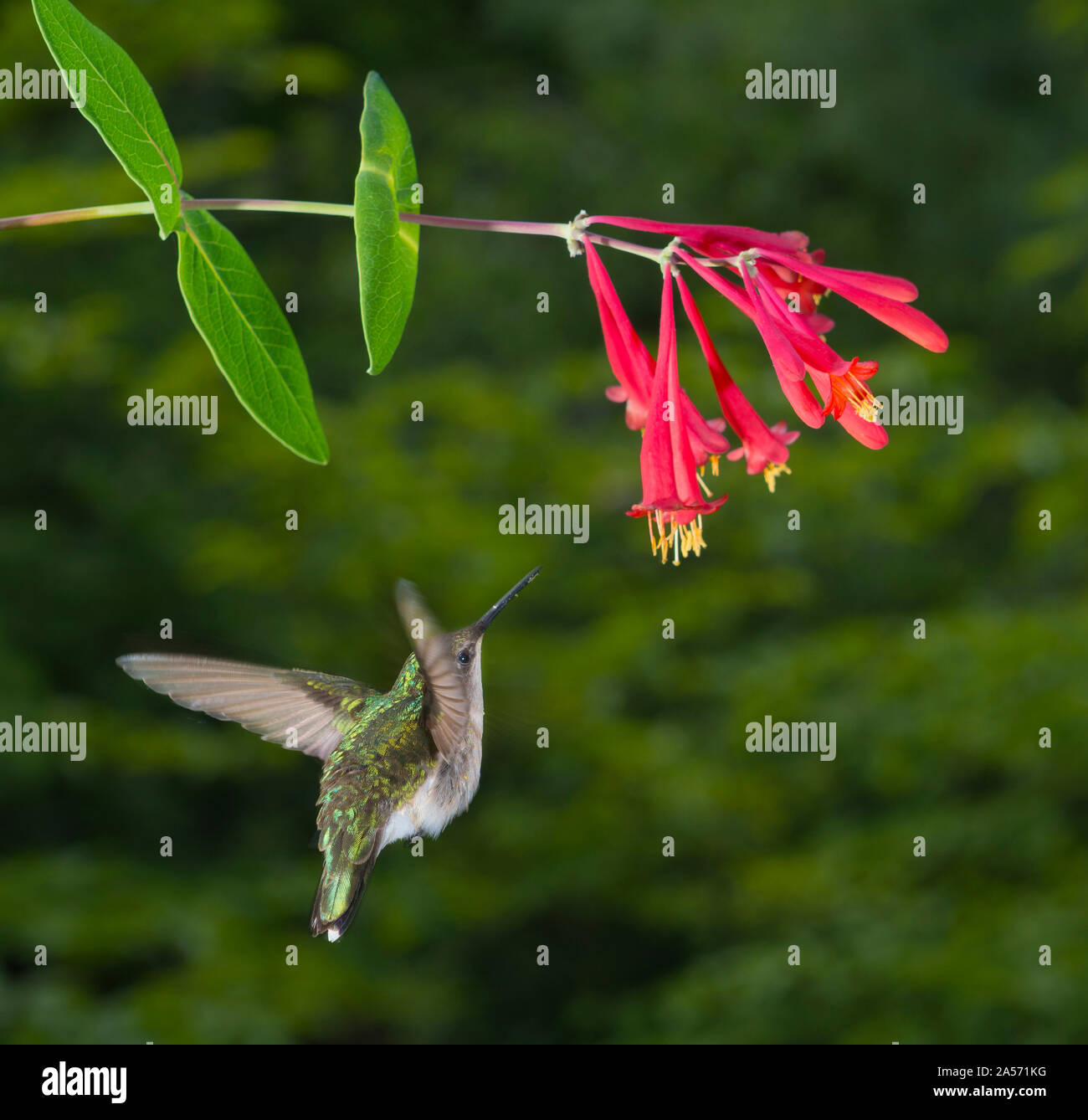 Female Ruby-Throated Hummingbird Stock Photo - Alamy
