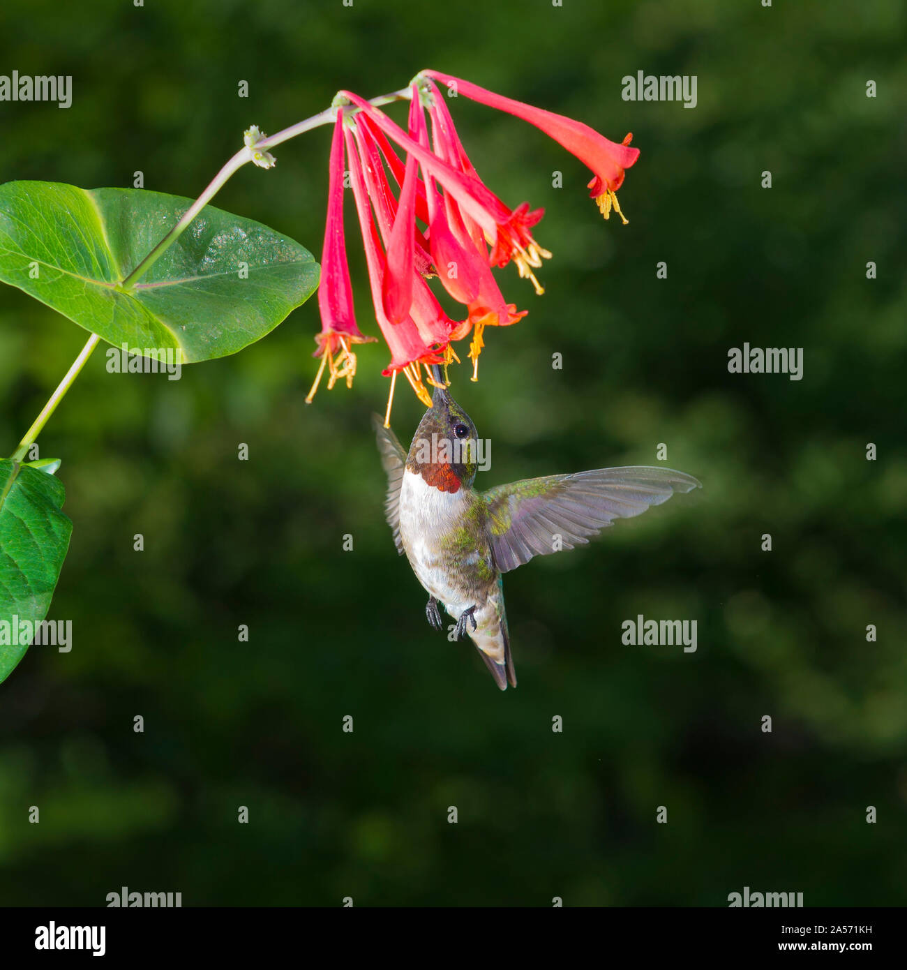 Beautiful female ruby throated hi-res stock photography and images - Alamy