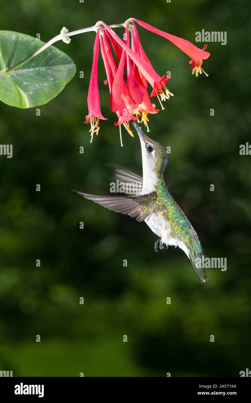 Beautiful female ruby throated hi-res stock photography and images - Alamy