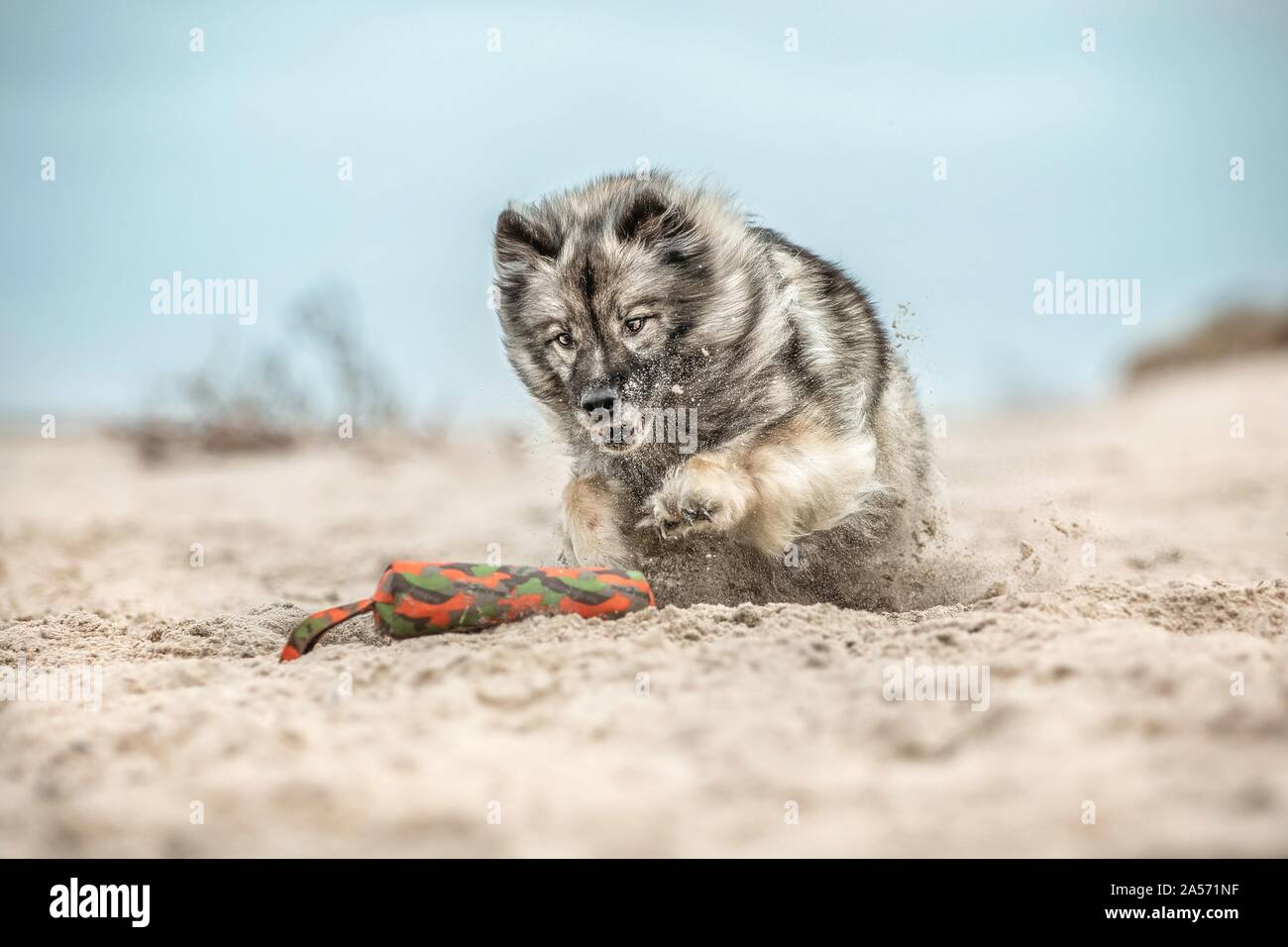 Eurasian Dog at the beach Stock Photo - Alamy