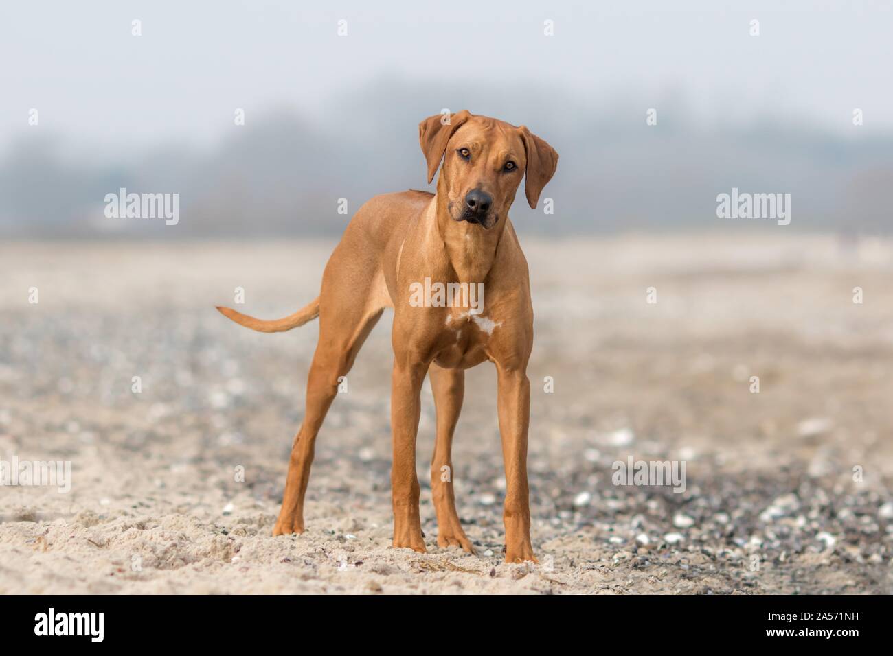 adult Rhodesian Ridgeback Stock Photo - Alamy