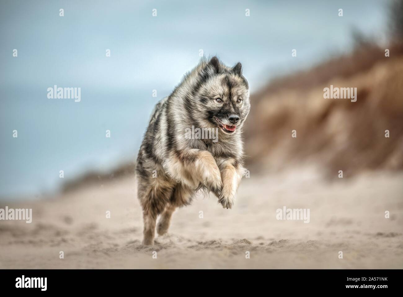 Eurasian Dog at the beach Stock Photo - Alamy