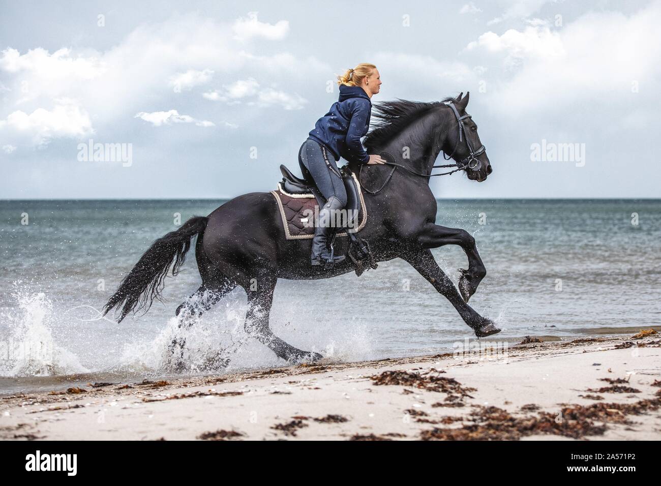 Friesian horse beach hi-res stock photography and images - Alamy