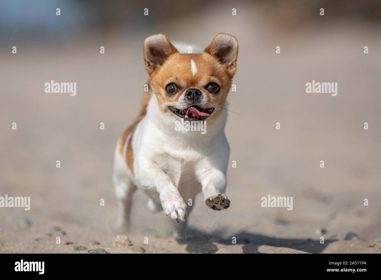 Chihuahua sandy colored hi-res stock photography and images - Alamy