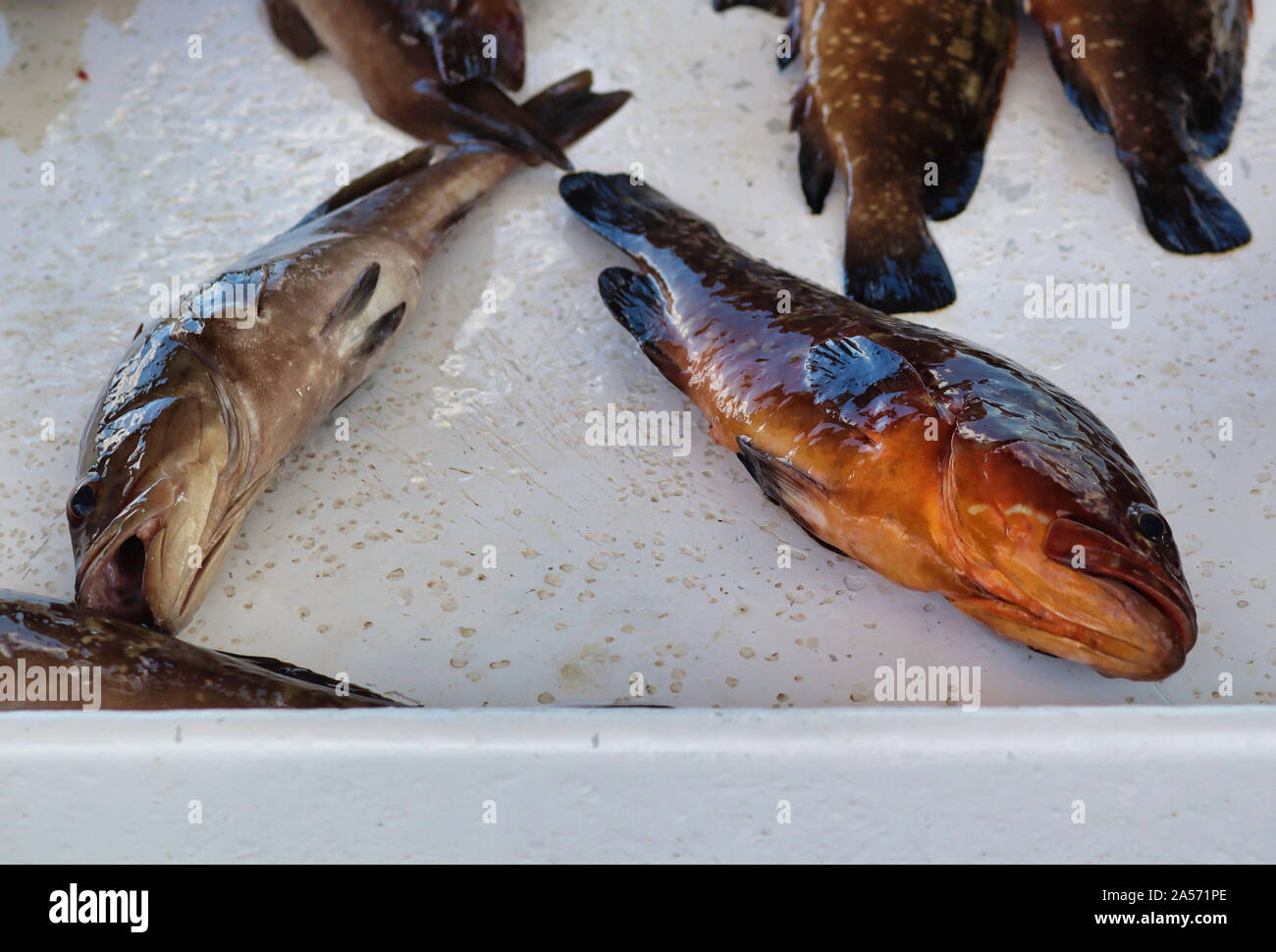 Different fish species hi-res stock photography and images - Alamy