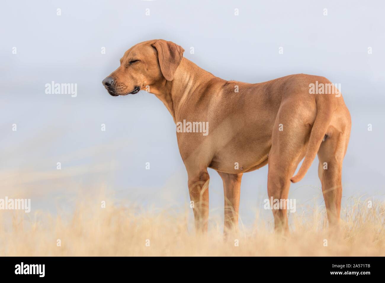 adult Rhodesian Ridgeback Stock Photo - Alamy