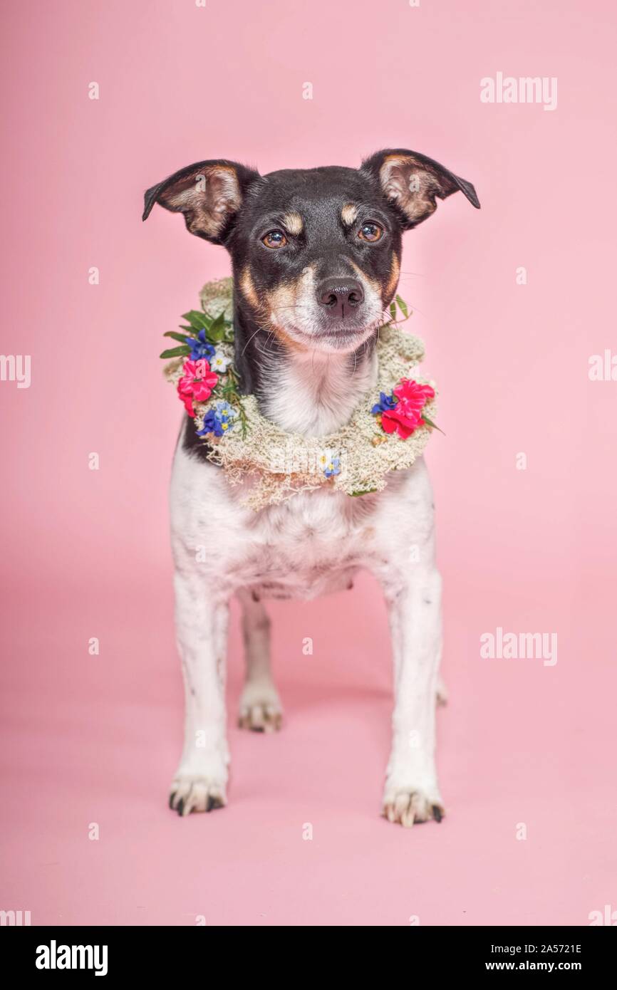 standing Jack Russell Terrier Stock Photo - Alamy