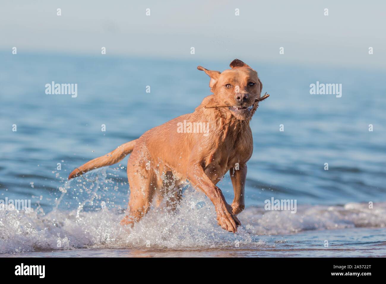 Labrador Retriever at the sea Stock Photo - Alamy
