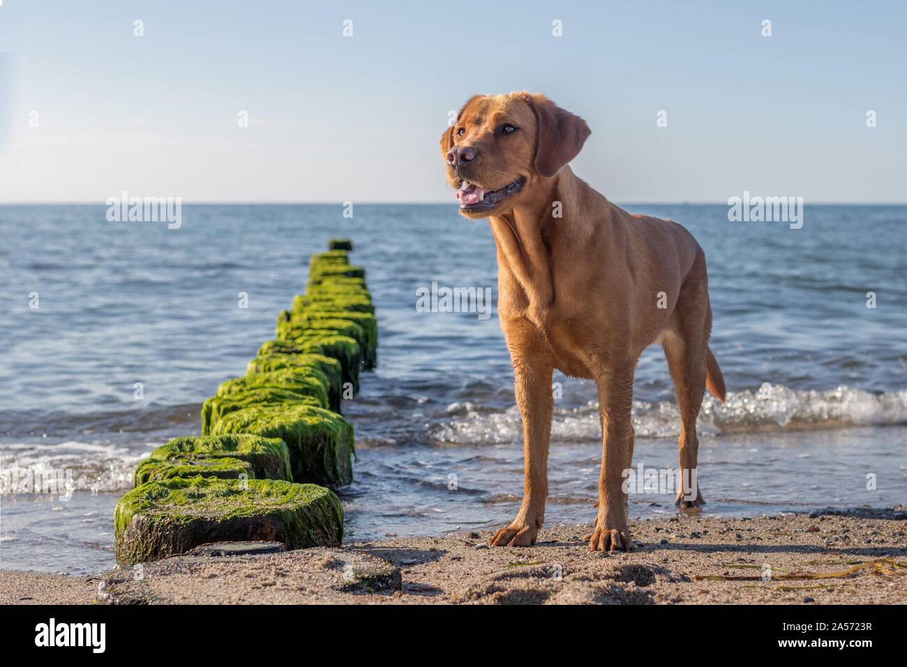 Labrador Retriever at the sea Stock Photo - Alamy