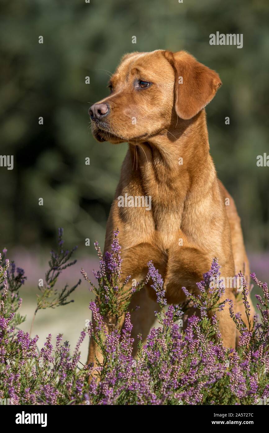standing Labrador Retriever Stock Photo - Alamy