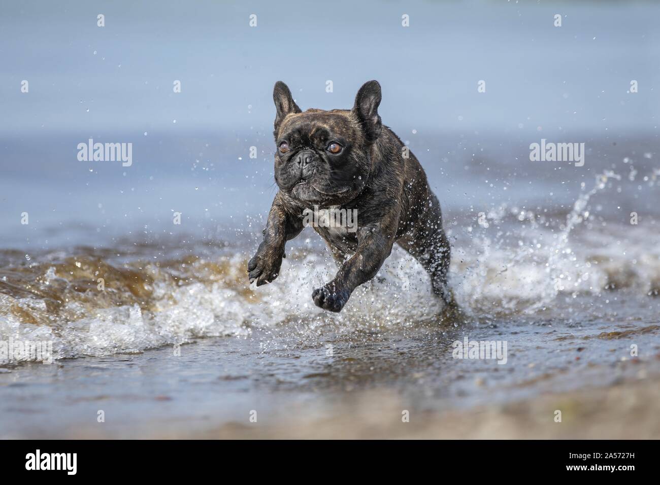 running french bulldog Stock Photo - Alamy