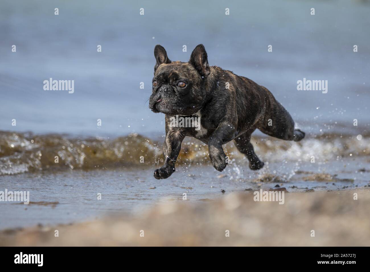 running french bulldog Stock Photo - Alamy