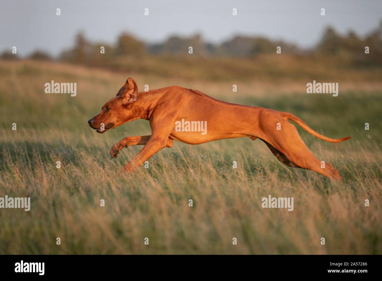 adult Rhodesian Ridgeback Stock Photo - Alamy