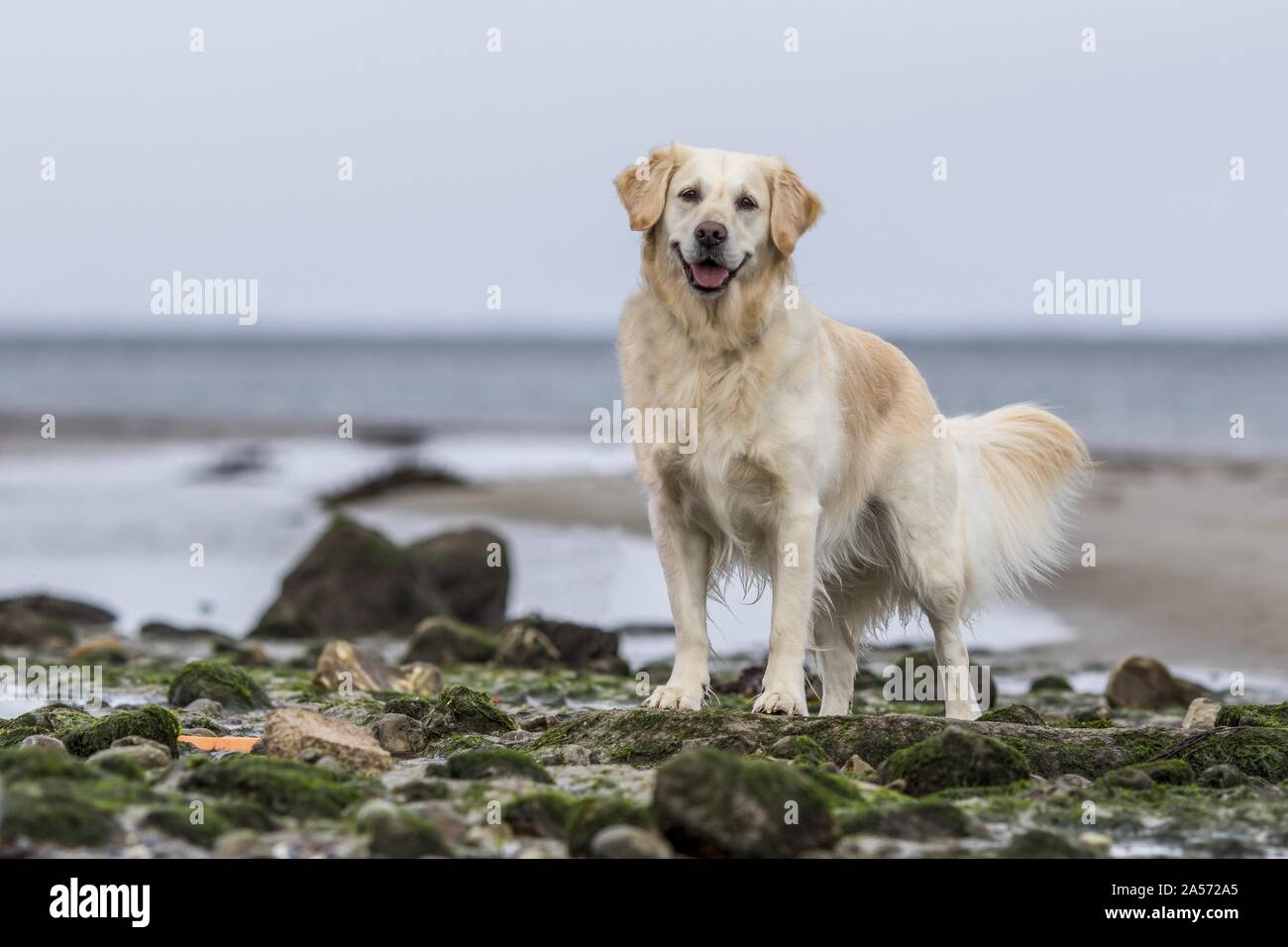 standing Golden Retriever Stock Photo - Alamy