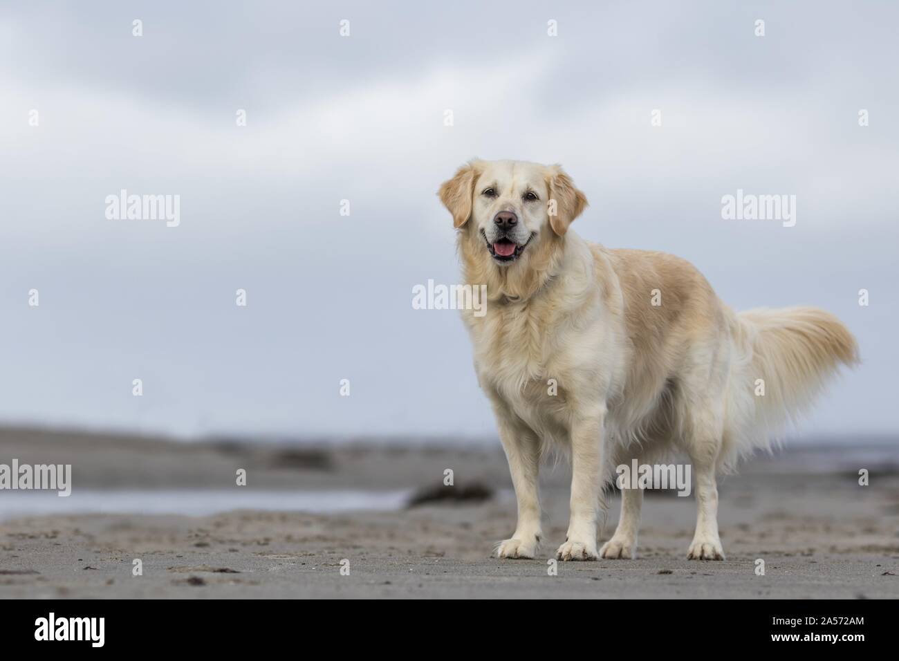 standing Golden Retriever Stock Photo - Alamy