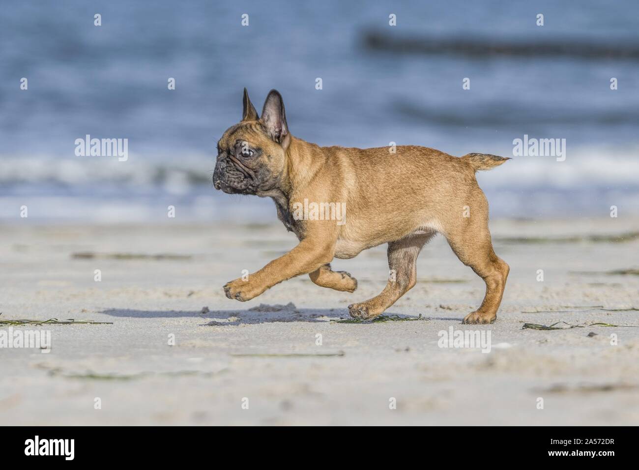 running french bulldog Stock Photo - Alamy