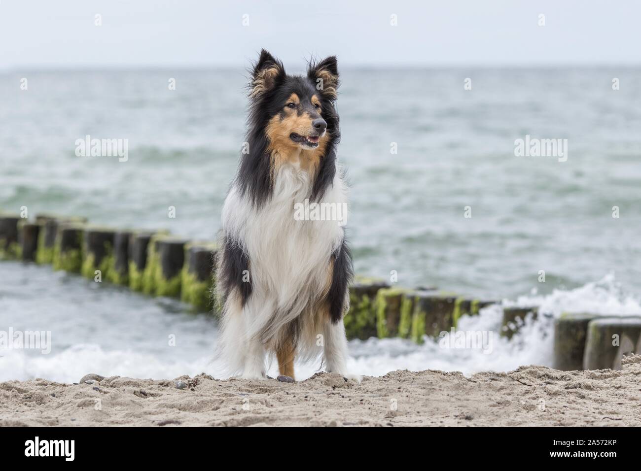 Collie strand hi-res stock photography and images - Alamy