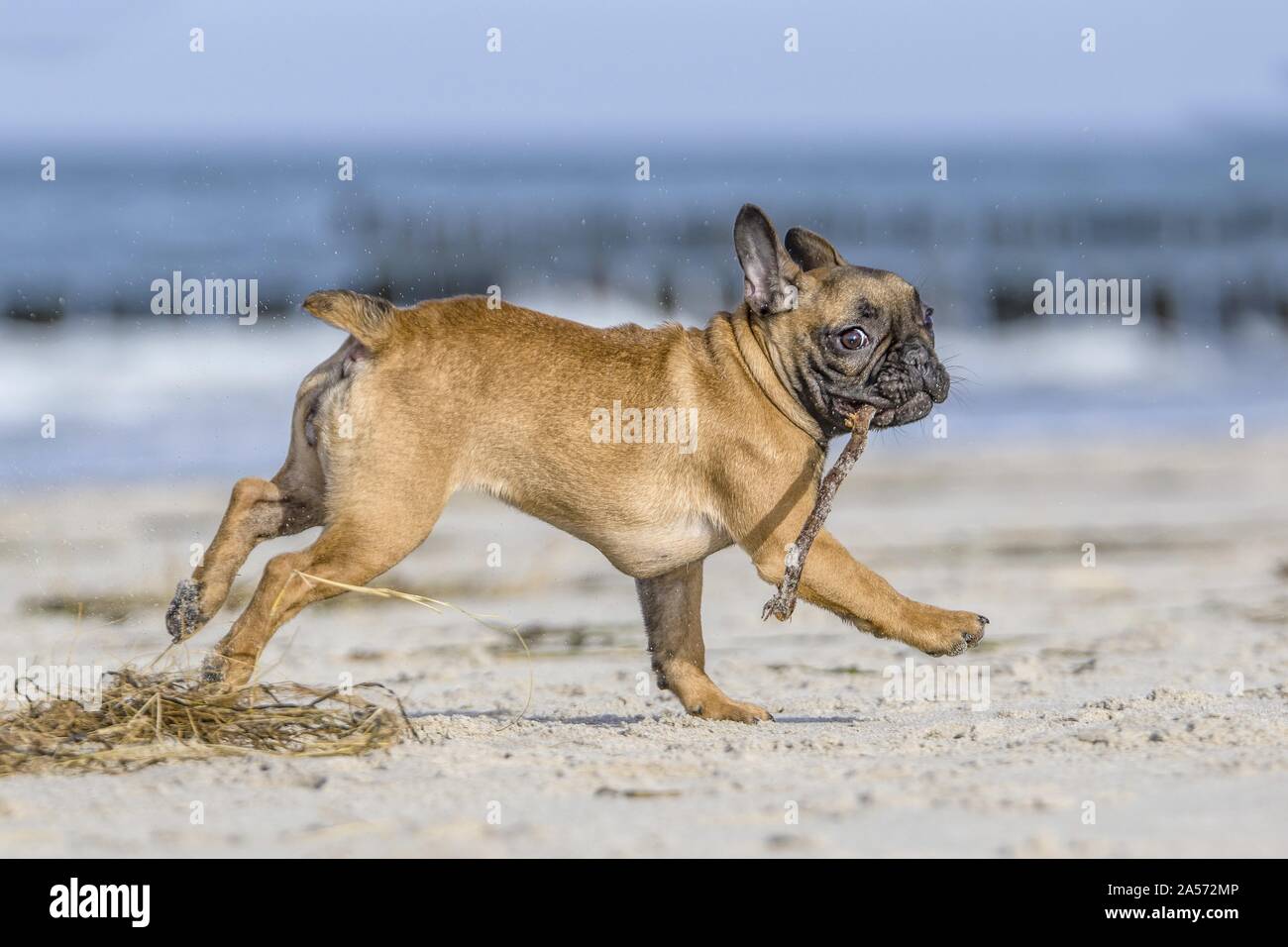 running french bulldog Stock Photo - Alamy