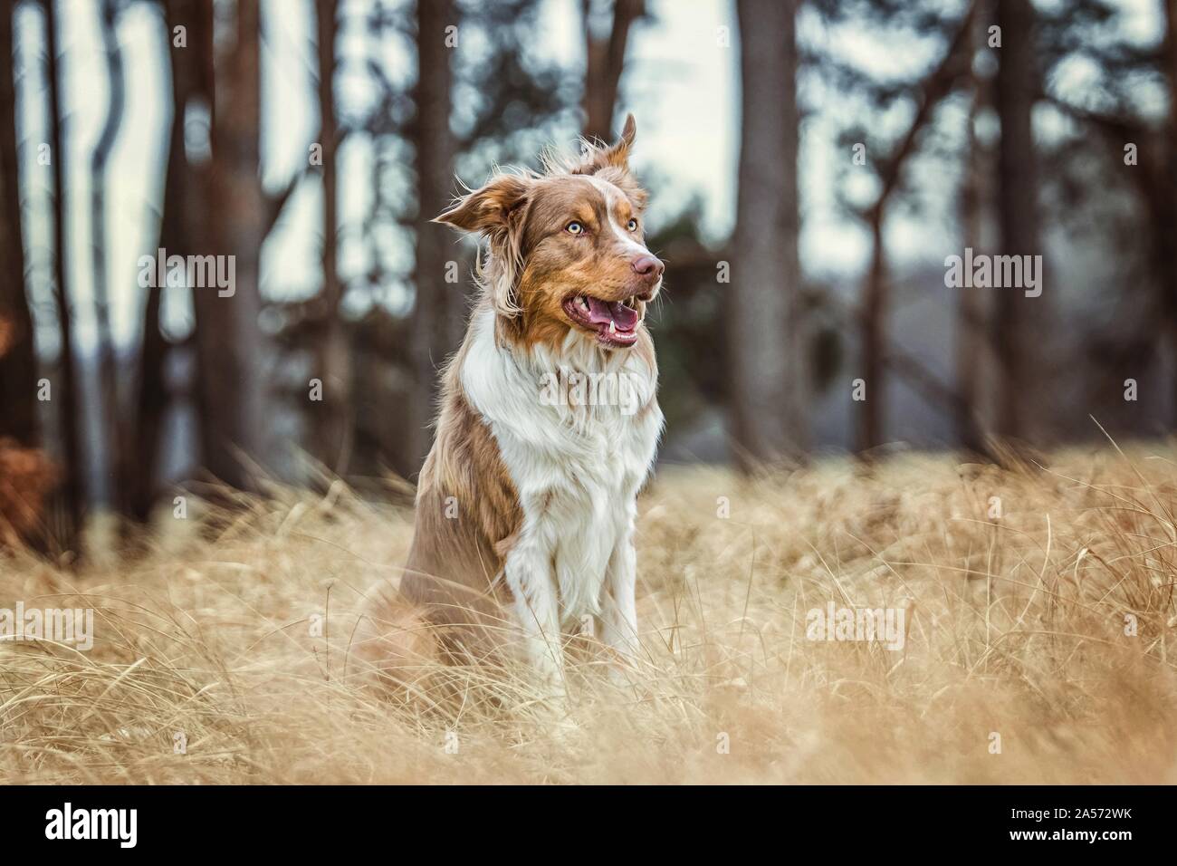 sitting Border Collie Stock Photo - Alamy
