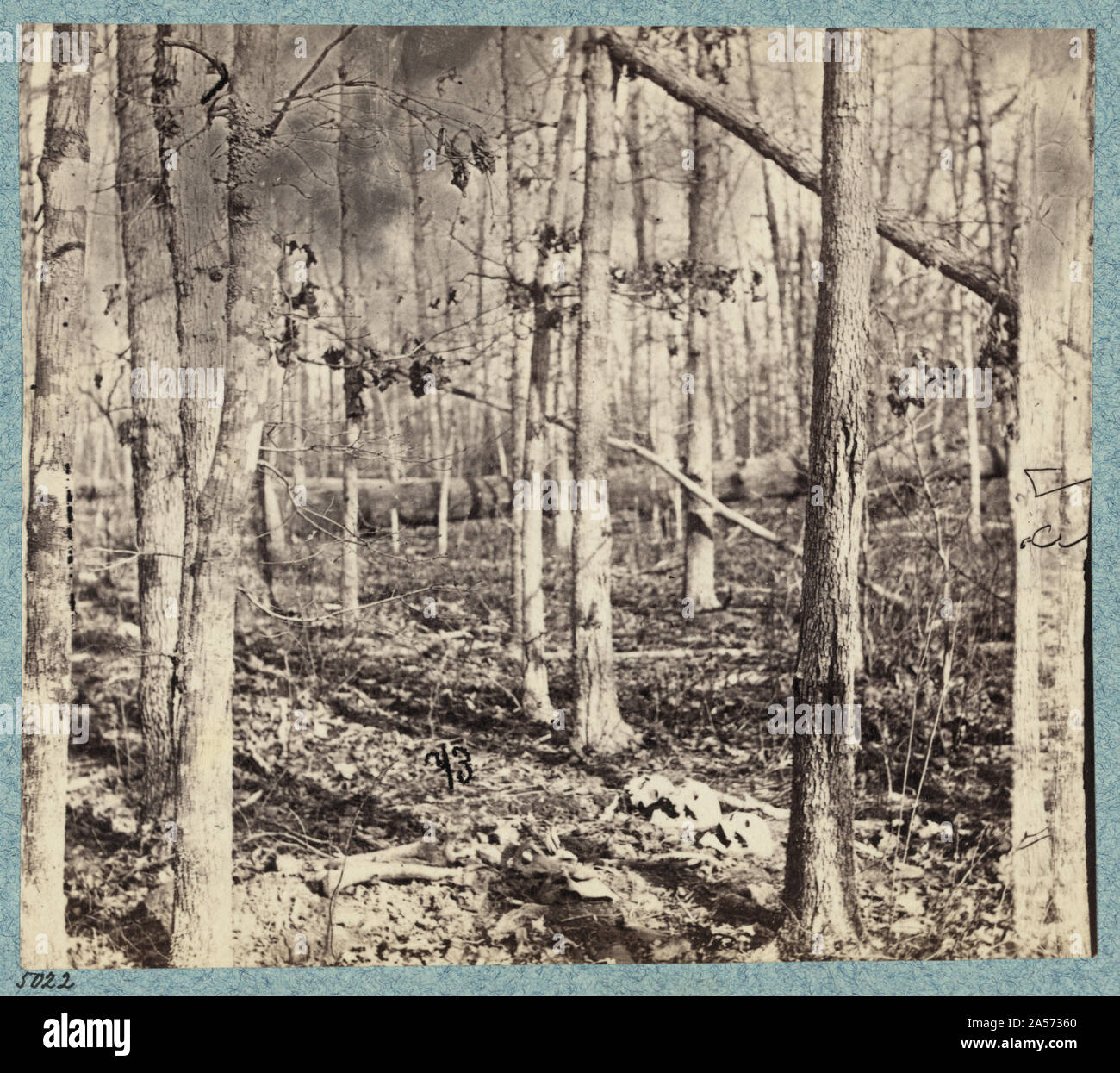 Views in the woods in the Federal lines on north side of Orange Plank ...