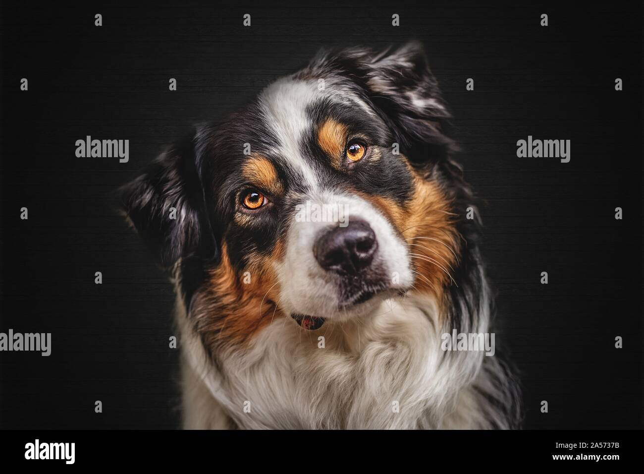 Australian Shepherd portrait Stock Photo - Alamy
