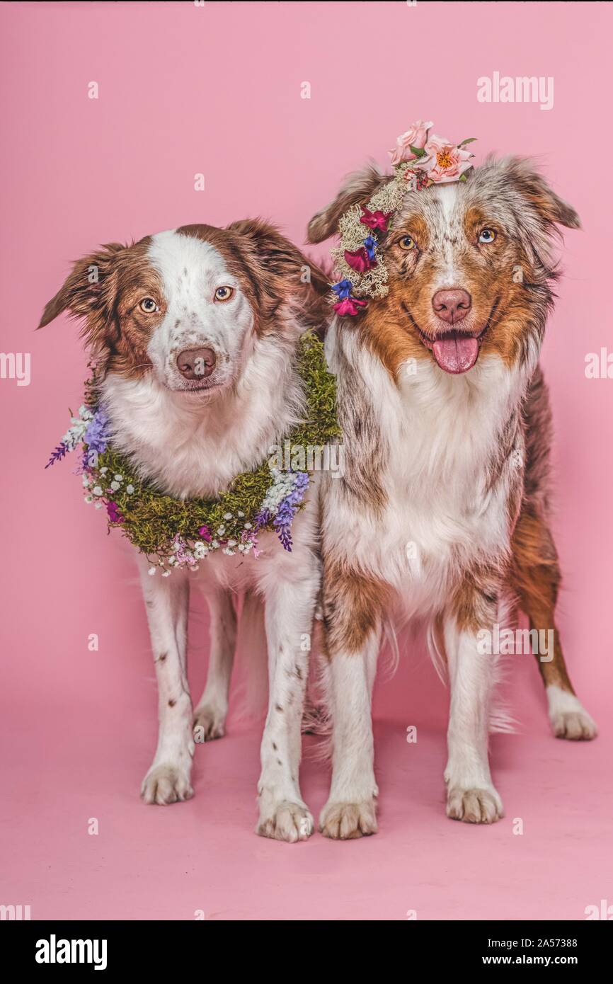 standing Australian Shepherds Stock Photo - Alamy