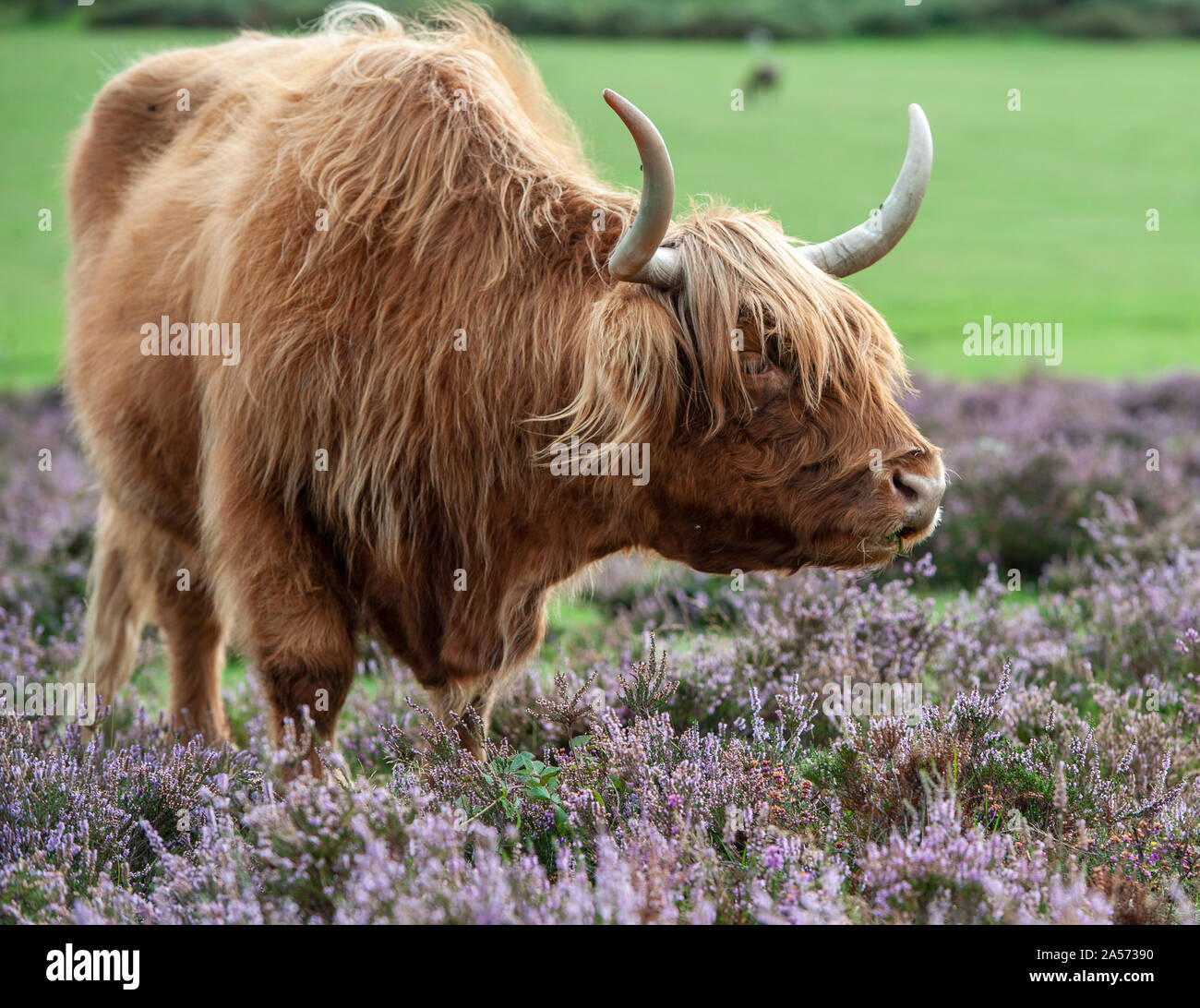 New forest highland cow hi-res stock photography and images - Alamy
