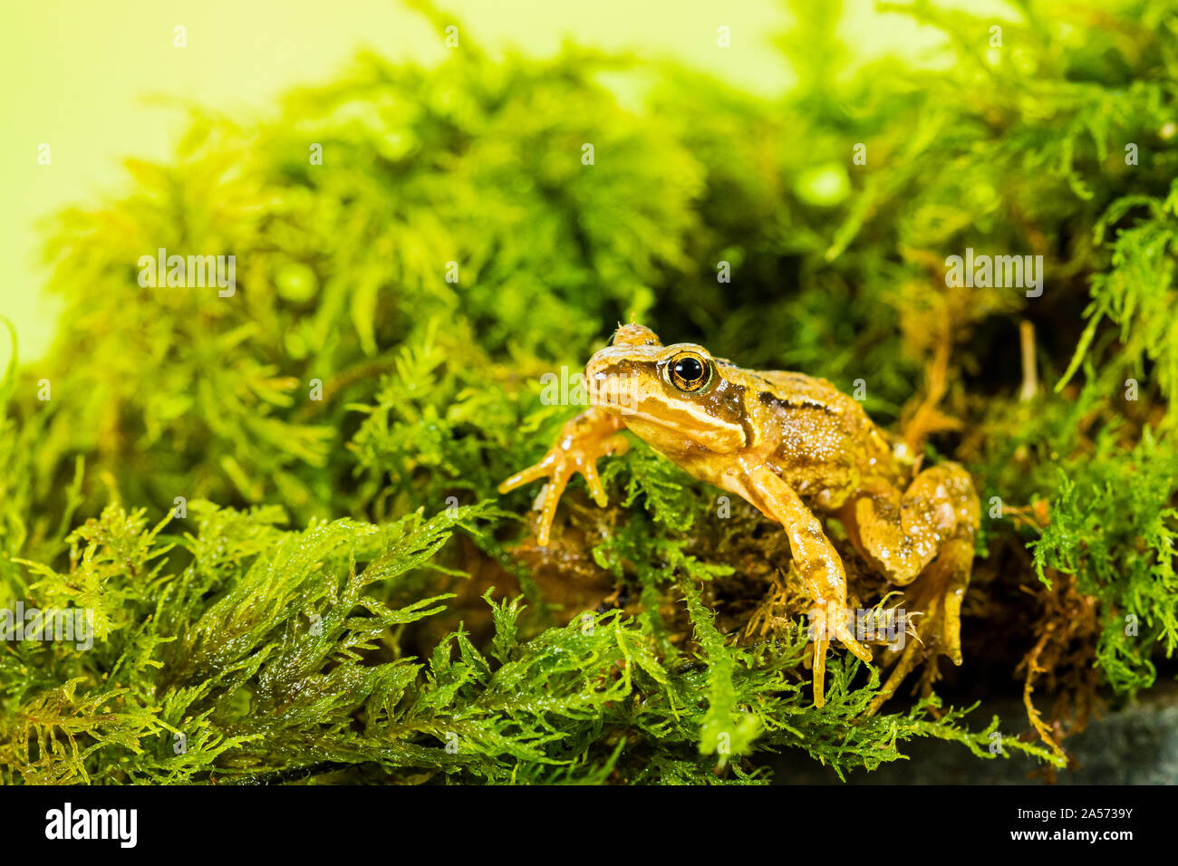 Common frog in autumn in mid Wales Stock Photo - Alamy