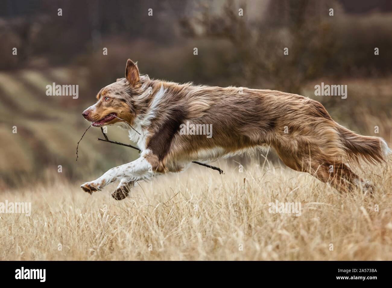 running Border Collie Stock Photo - Alamy