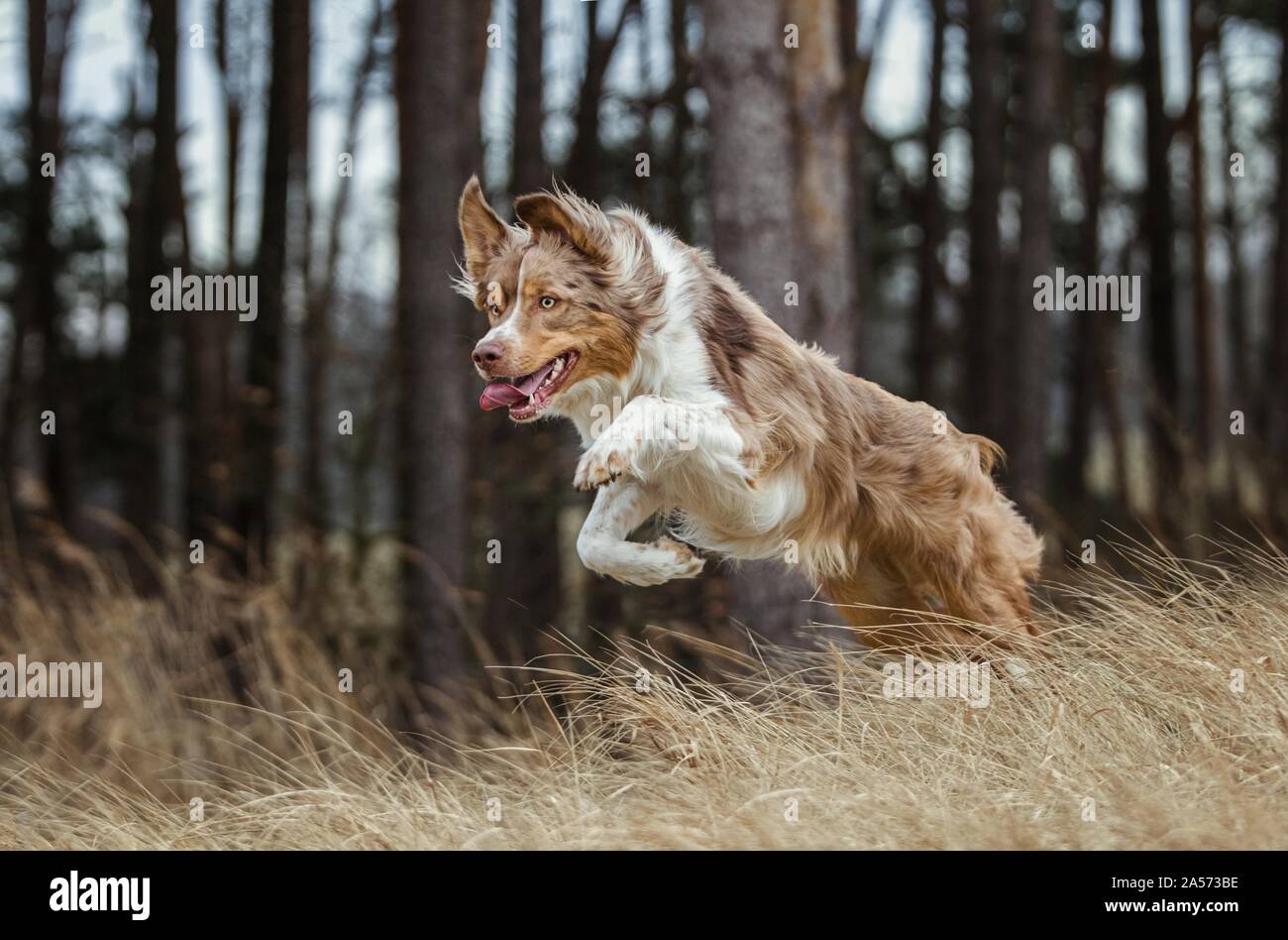 running Border Collie Stock Photo - Alamy