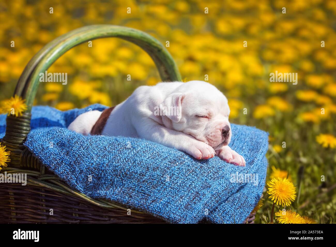 Bulldog Sleeping With Baby